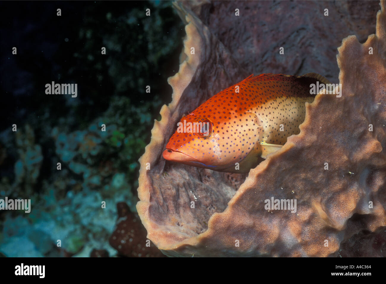Coney fish caribbean hi-res stock photography and images - Alamy
