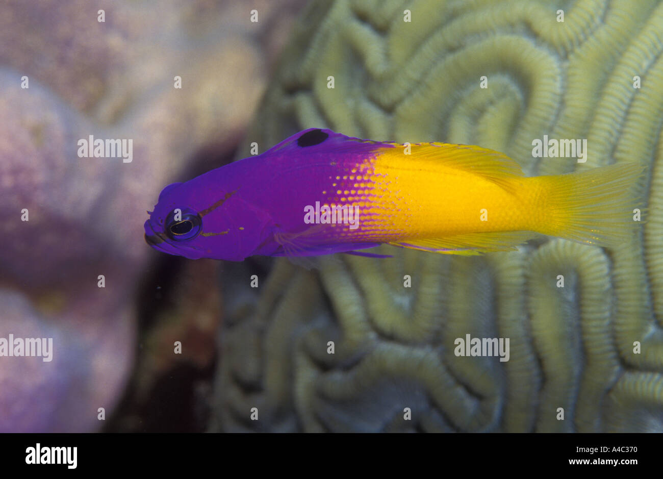 FAIRY BASSLET GRAMMA LORETO Stock Photo - Alamy