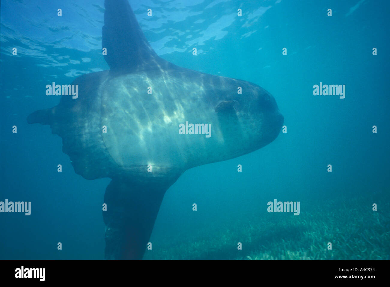 OCEAN SUNFISH MOLA MOLA Stock Photo - Alamy