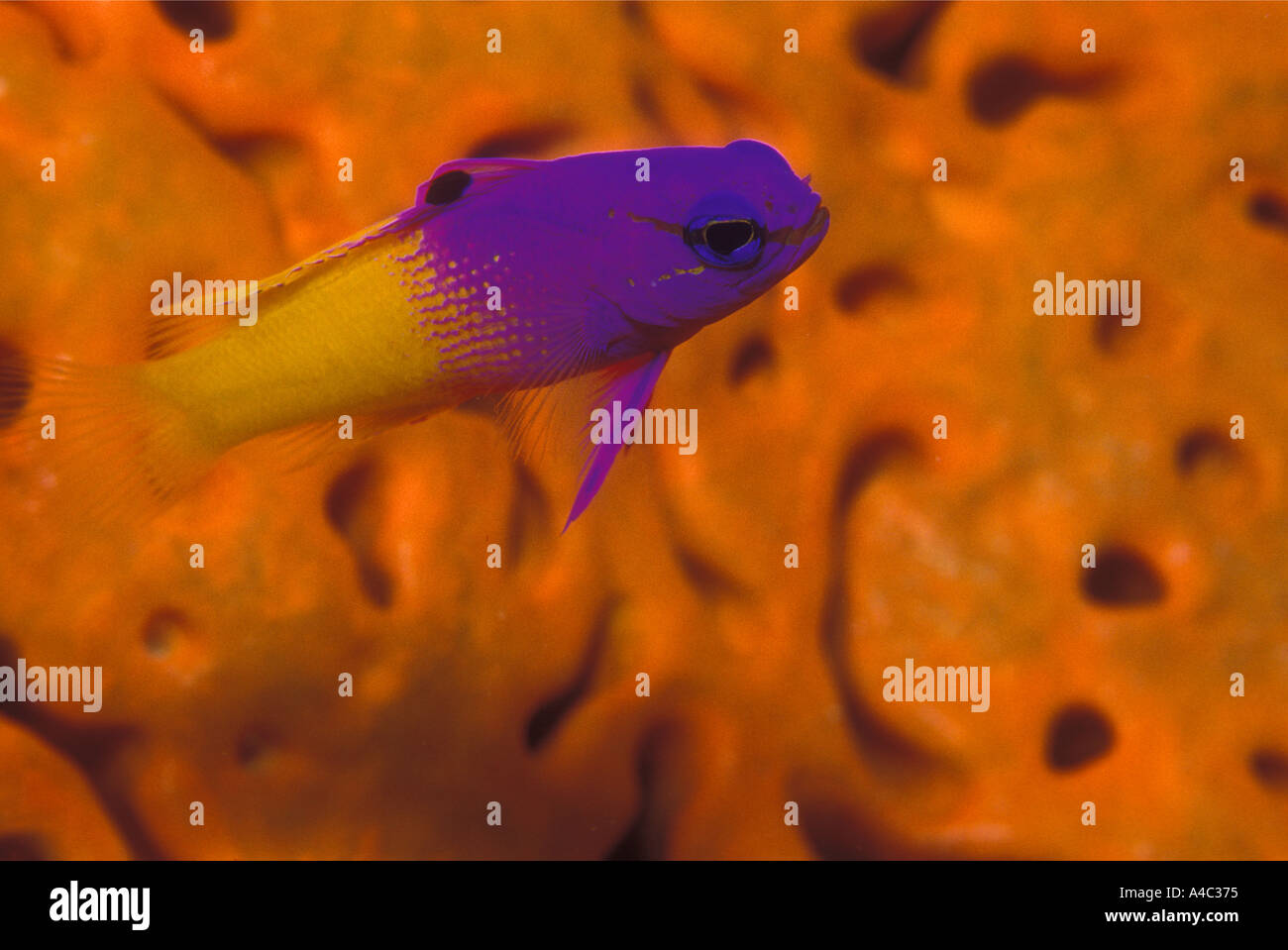 FAIRY BASSLET GRAMMA LORETO Stock Photo - Alamy