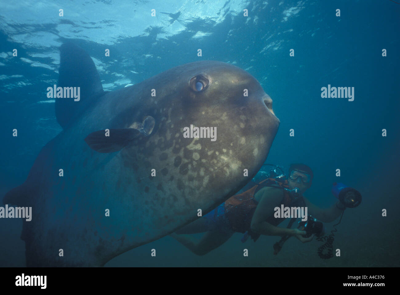 SCUBA DIVER TAKES PICTURE OF OCEAN SUNFISH MOLA MOLA Stock Photo - Alamy