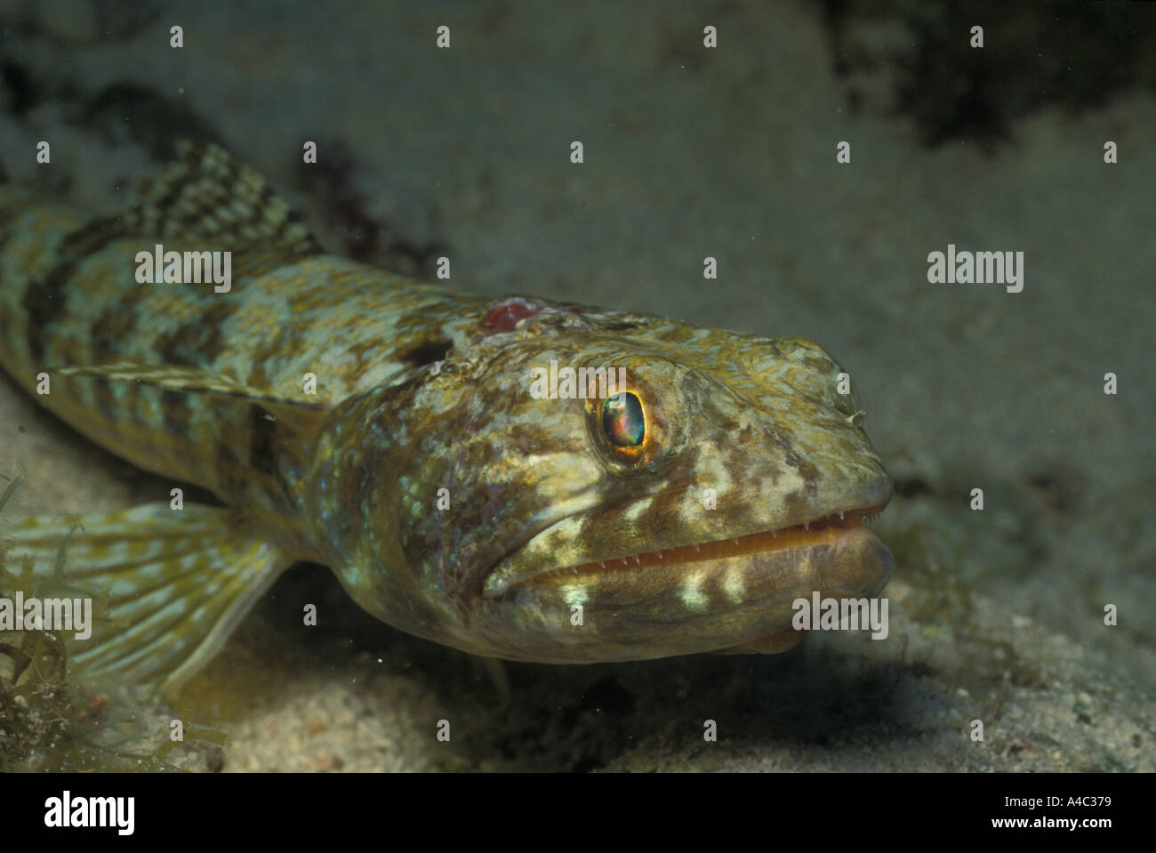 Lizardfishes Stock Photos & Lizardfishes Stock Images - Alamy