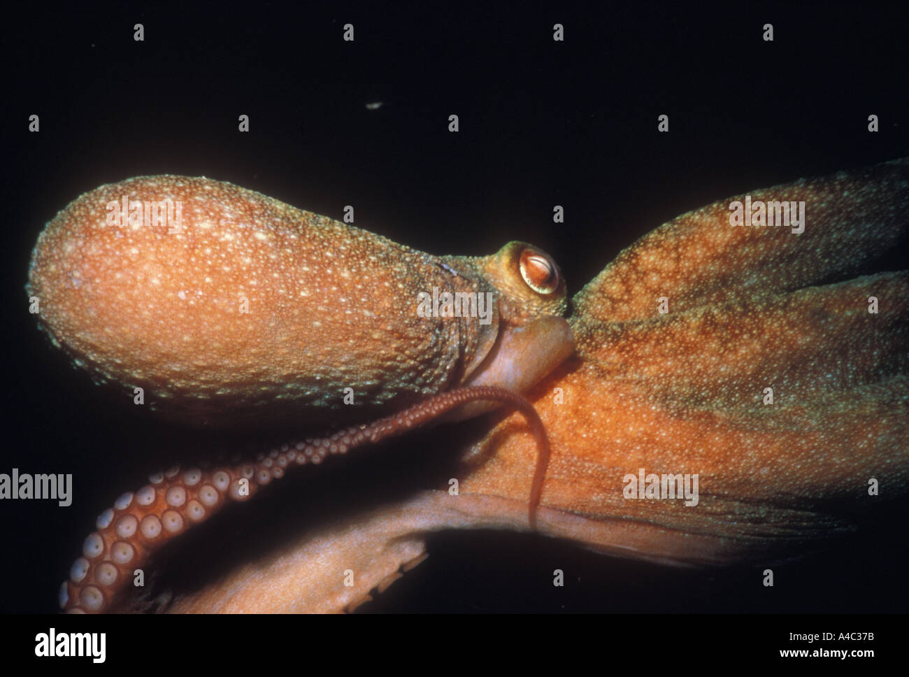COMMON OCTOPUS OCTOPUS VULGARIS Stock Photo - Alamy