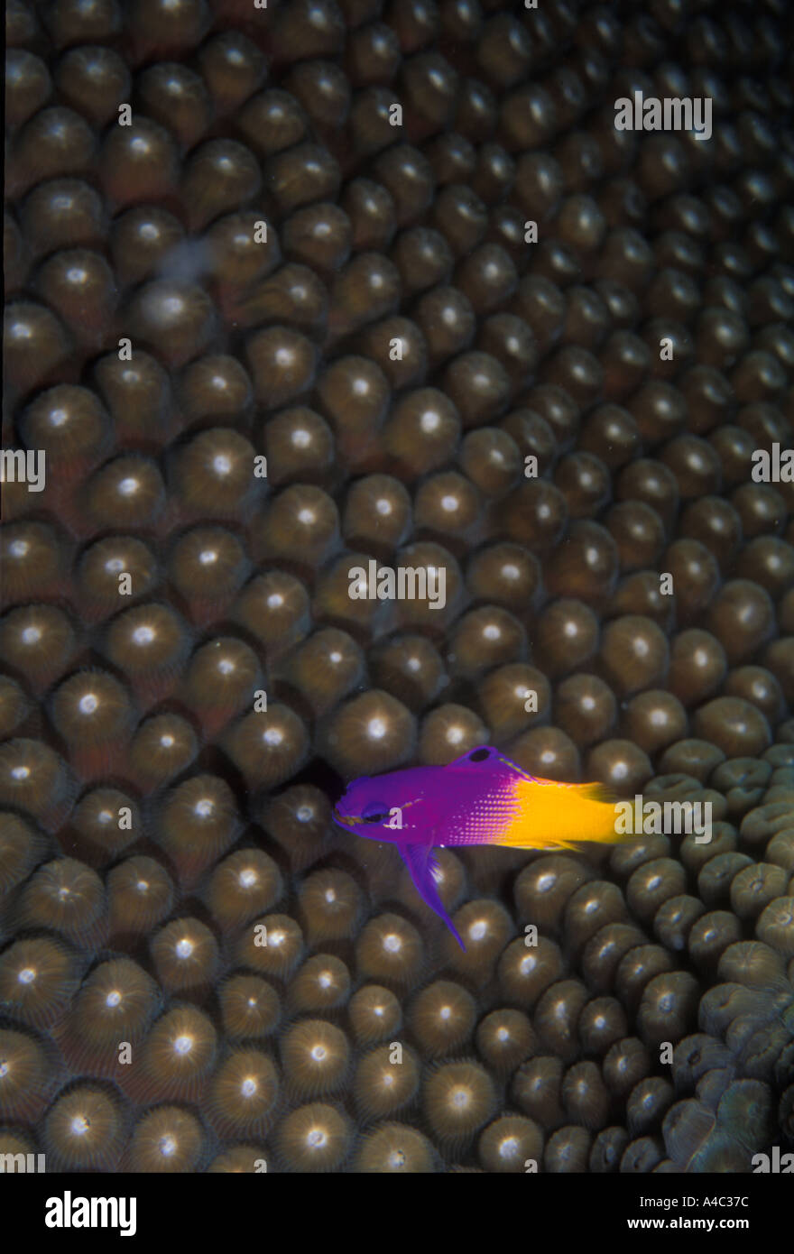 The islands of loreto hi-res stock photography and images - Alamy