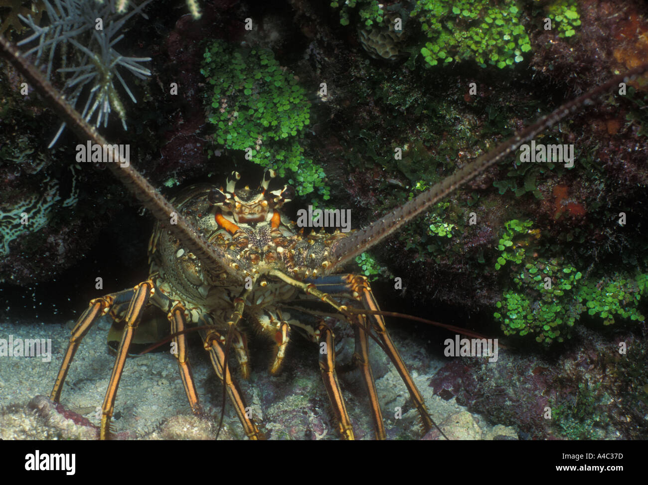 CARIBBEAN SPINY LOBSTER PANULIRUS ARGUS Stock Photo - Alamy
