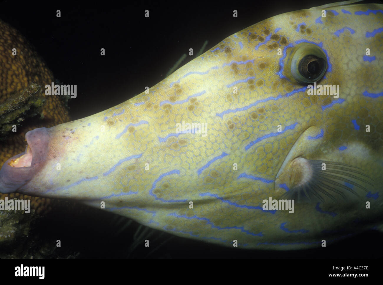 CLOSE UP OF FACE OF SCRAWLED FILEFISH ALUTERUS SCRIPTUS Stock Photo - Alamy