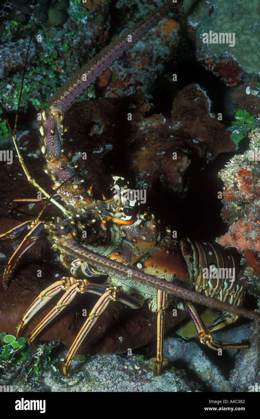 CARIBBEAN SPINY LOBSTER PANULIRUS ARGUS Stock Photo - Alamy