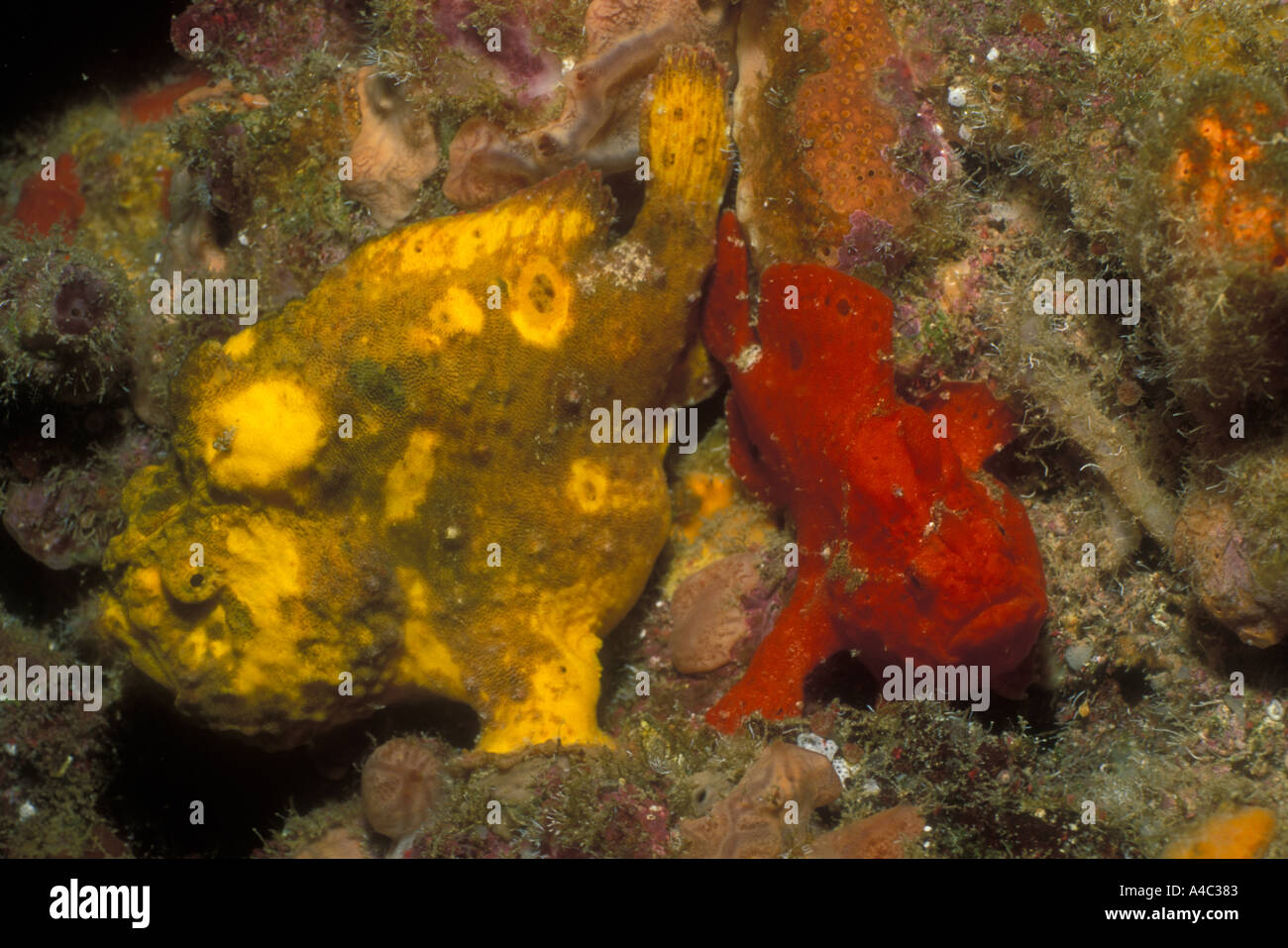Caribbean frogfish mating hi-res stock photography and images - Alamy