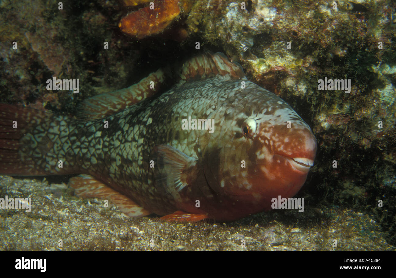 Stoplight parrotfishes hi-res stock photography and images - Alamy