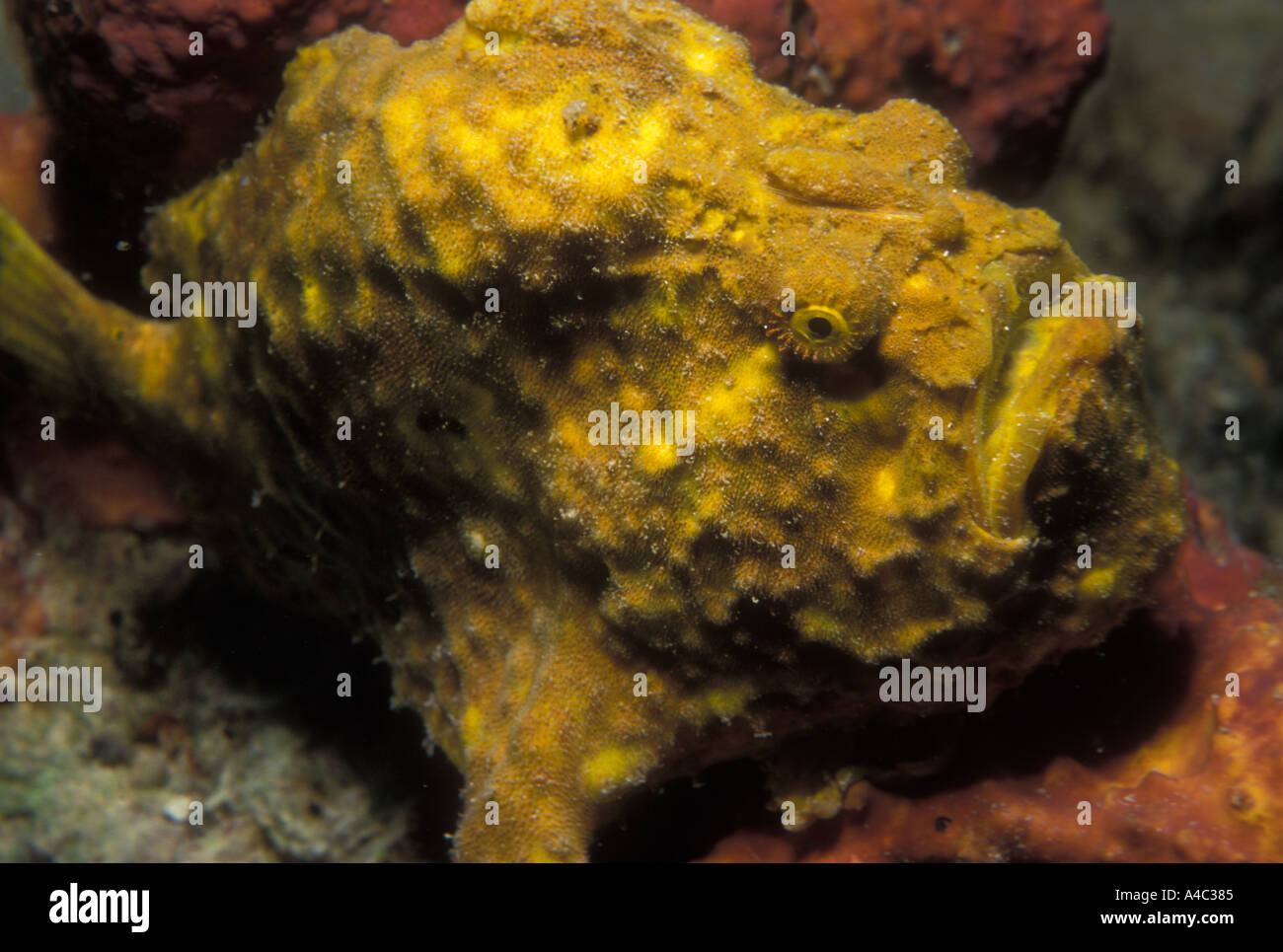 Antennarius multiocellatus frogfish hi-res stock photography and images ...