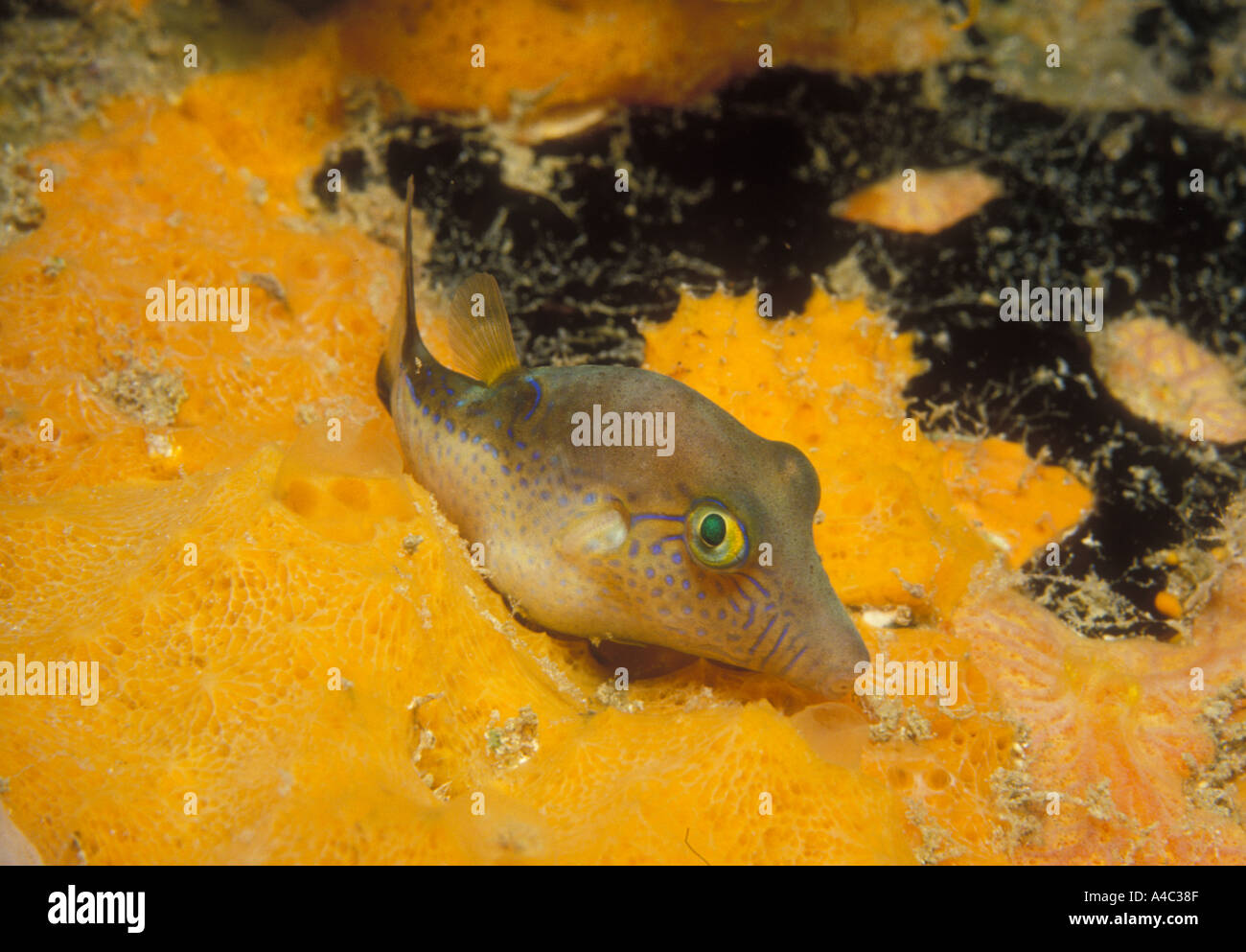 Caribbean sharpnose puffer canthigaster hi-res stock photography and ...