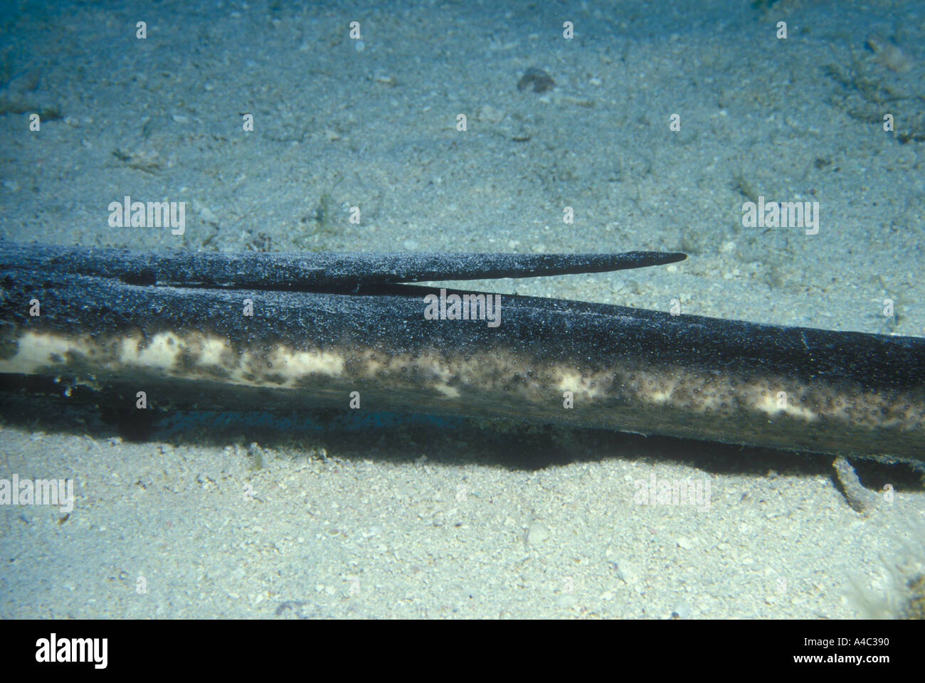 BARB ON THE TAIL OF A SOUTHERN STINGRAY DASYATIS AMERICANA Stock Photo ...