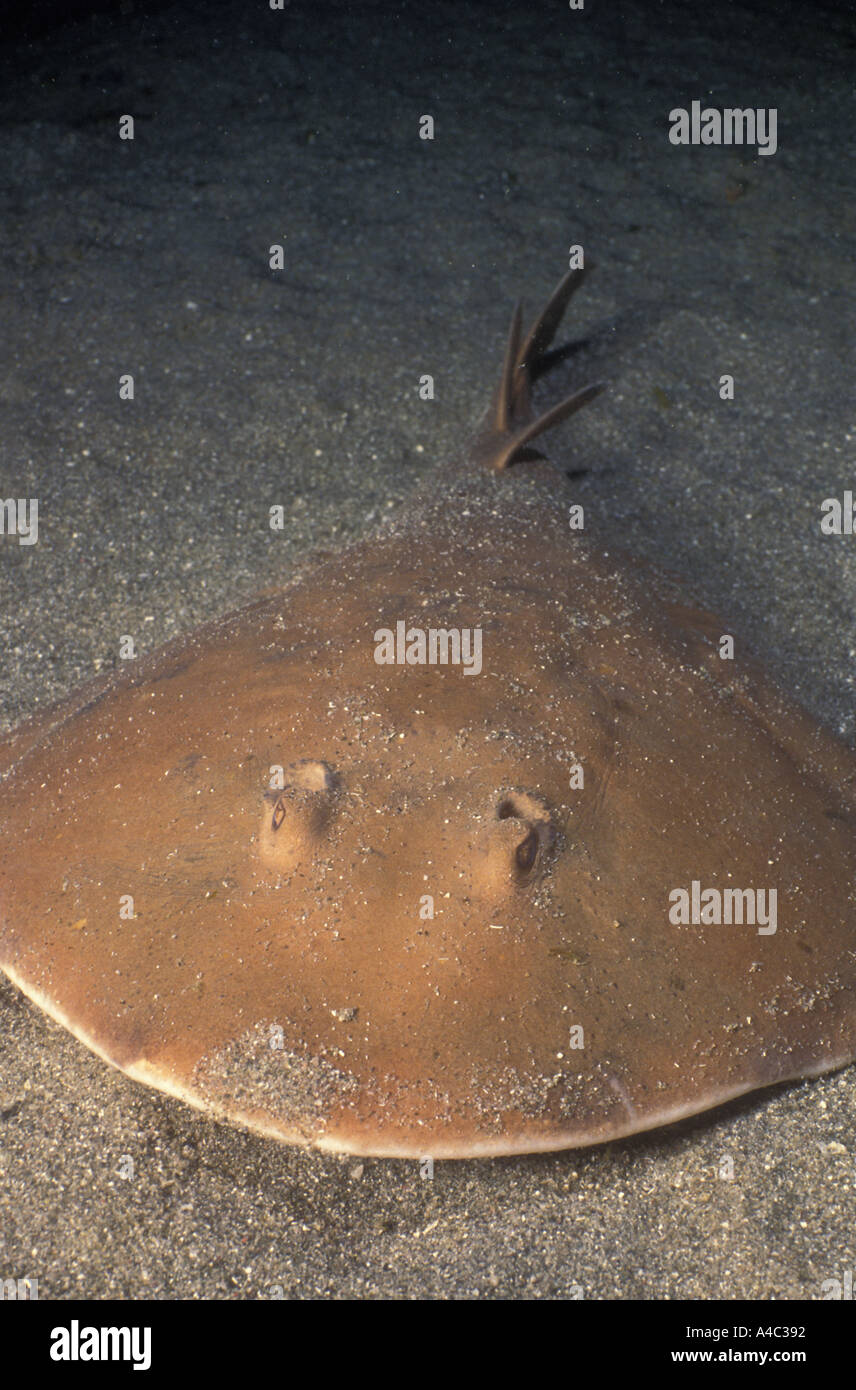 LESSER ELECTRIC RAY NARCINE BRASILIENSIS Stock Photo - Alamy