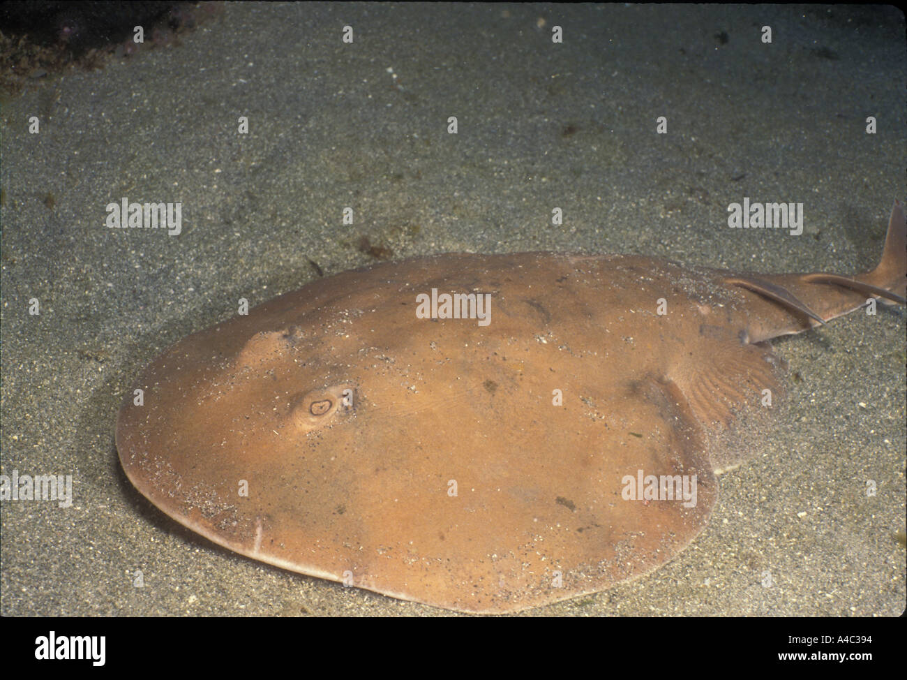 LESSER ELECTRIC RAY NARCINE BRASILIENSIS Stock Photo - Alamy