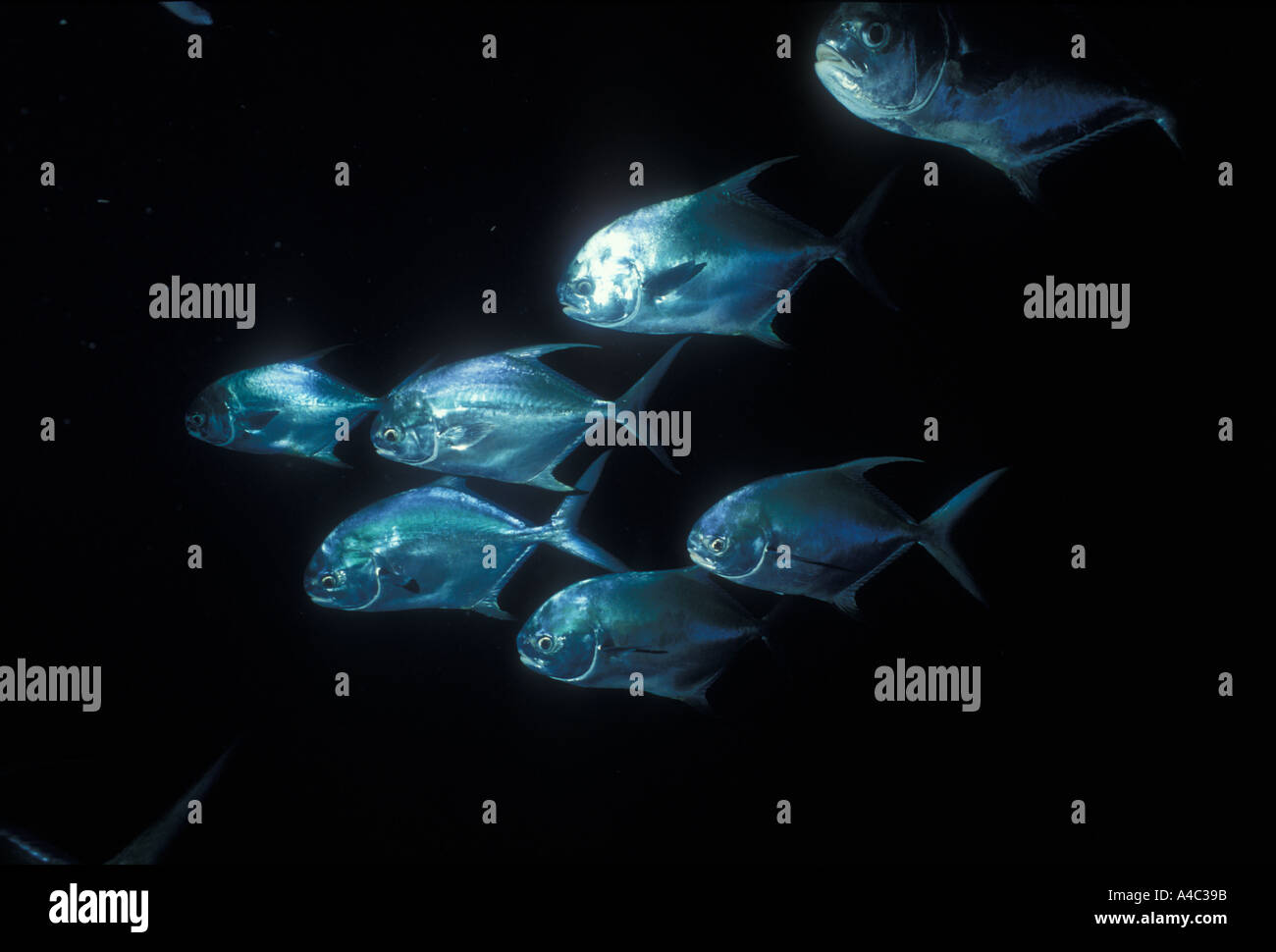 PERMIT TRACHINOTUS FALCATUS Stock Photo - Alamy