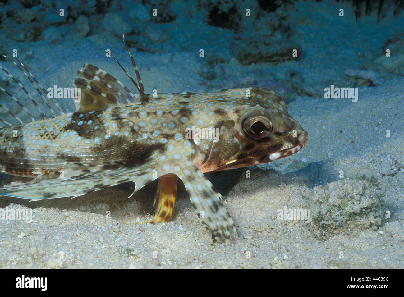 Dactylopterus hi-res stock photography and images - Alamy