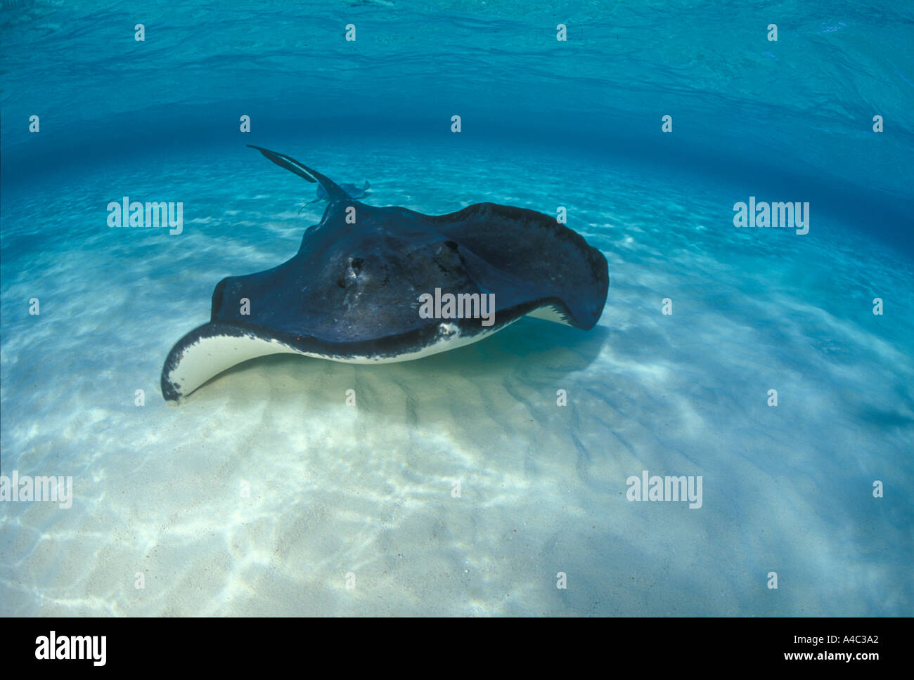 SOUTHERN STINGRAY DASYATIS AMERICANA Stock Photo - Alamy