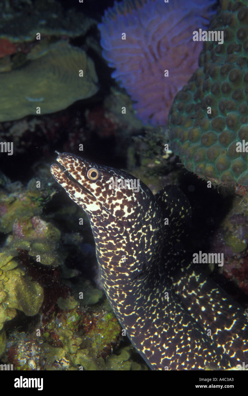 SPOTTED MORAY EEL GYMNOTHORAX MORINGA Stock Photo - Alamy