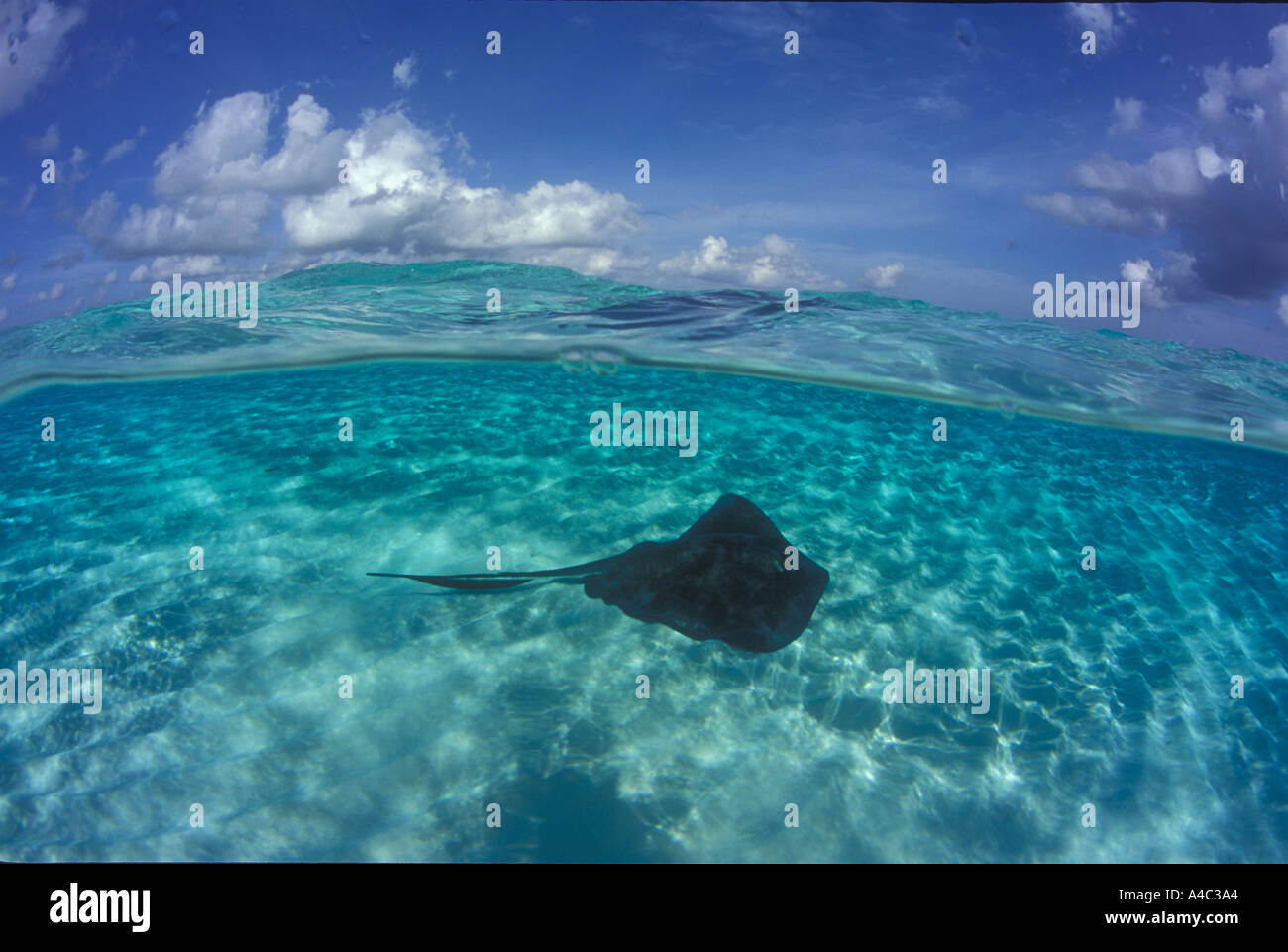 SOUTHERN STINGRAY DASYATIS AMERICANA Stock Photo - Alamy