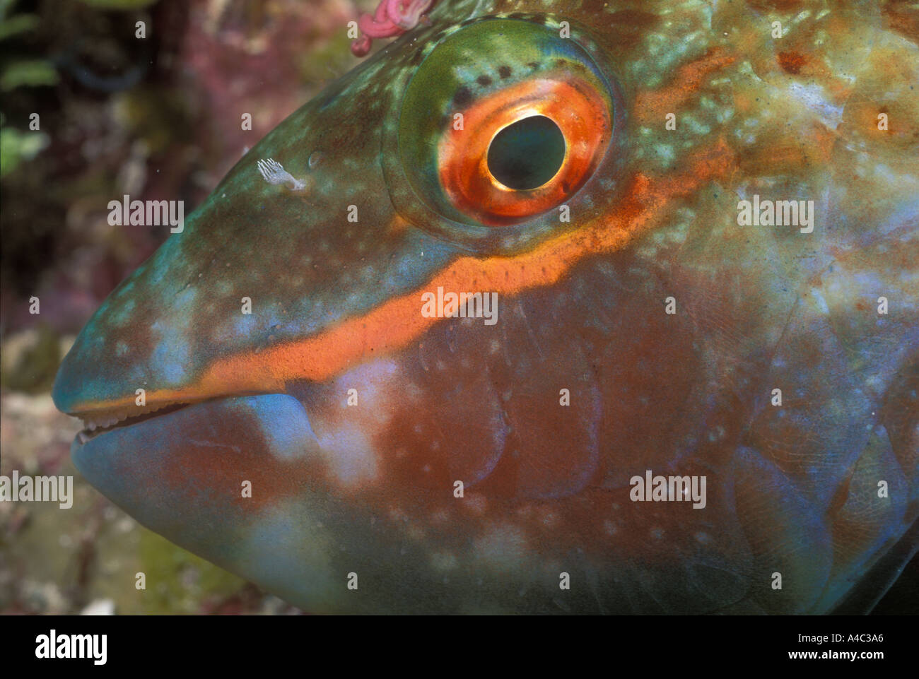 EMERALD PARROTFISH NICHOLSINA USTA Stock Photo - Alamy