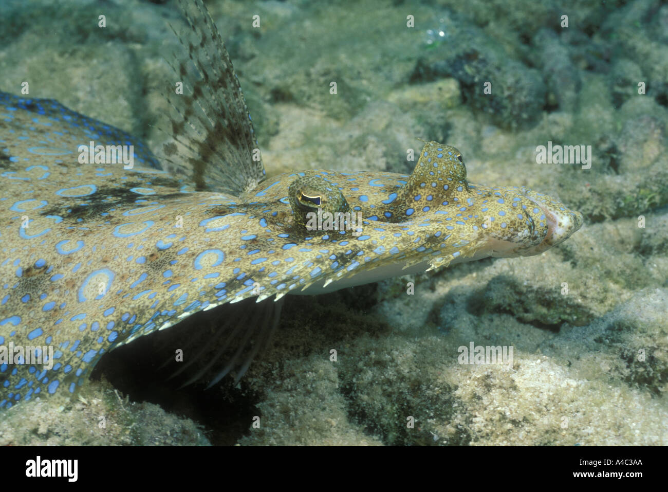 PEACOCK FLOUNDER BOTHUS LUNATUS Stock Photo - Alamy