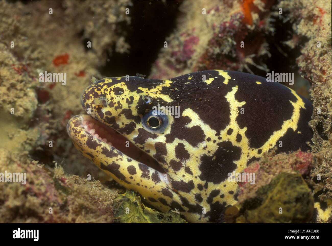 CHAIN MORAY EEL ECHIDNA CATENATA Stock Photo - Alamy