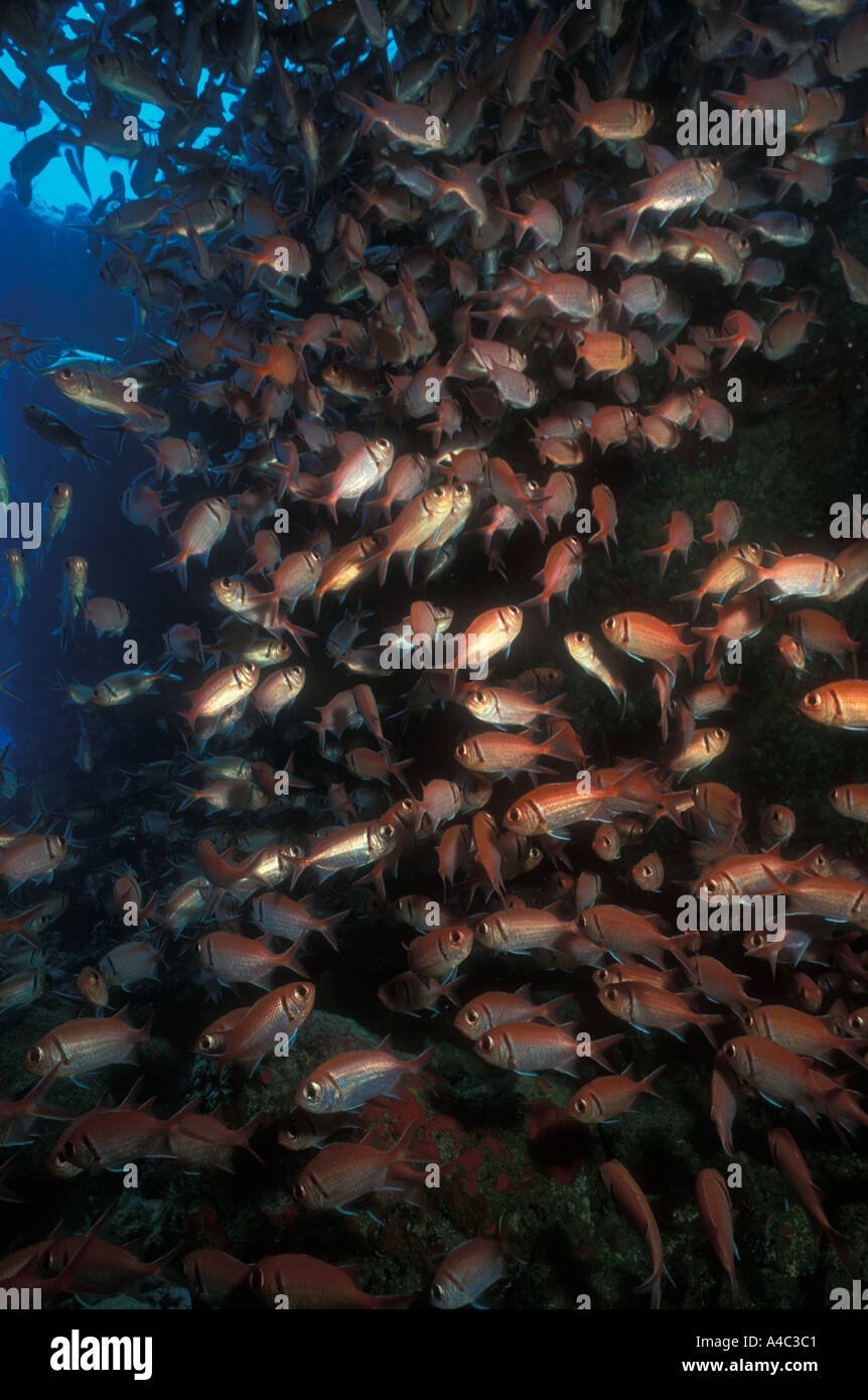 BLACKBAR SOLDIERFISH MYRIPRISTIS JACOBUS DOMINICA Stock Photo - Alamy