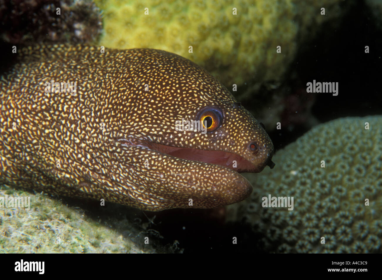 GOLDENTAIL MORAY GYMNOTHORAX MILIARIS Stock Photo - Alamy