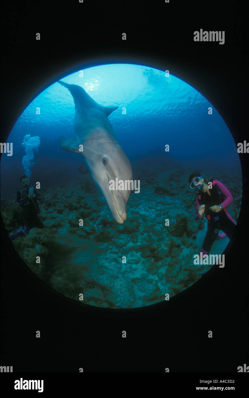 SCUBA DIVER AND ATLANTIC BOTTLENOSE DOLPHIN TURSIOPS TRUNCATUS ANTHONY ...