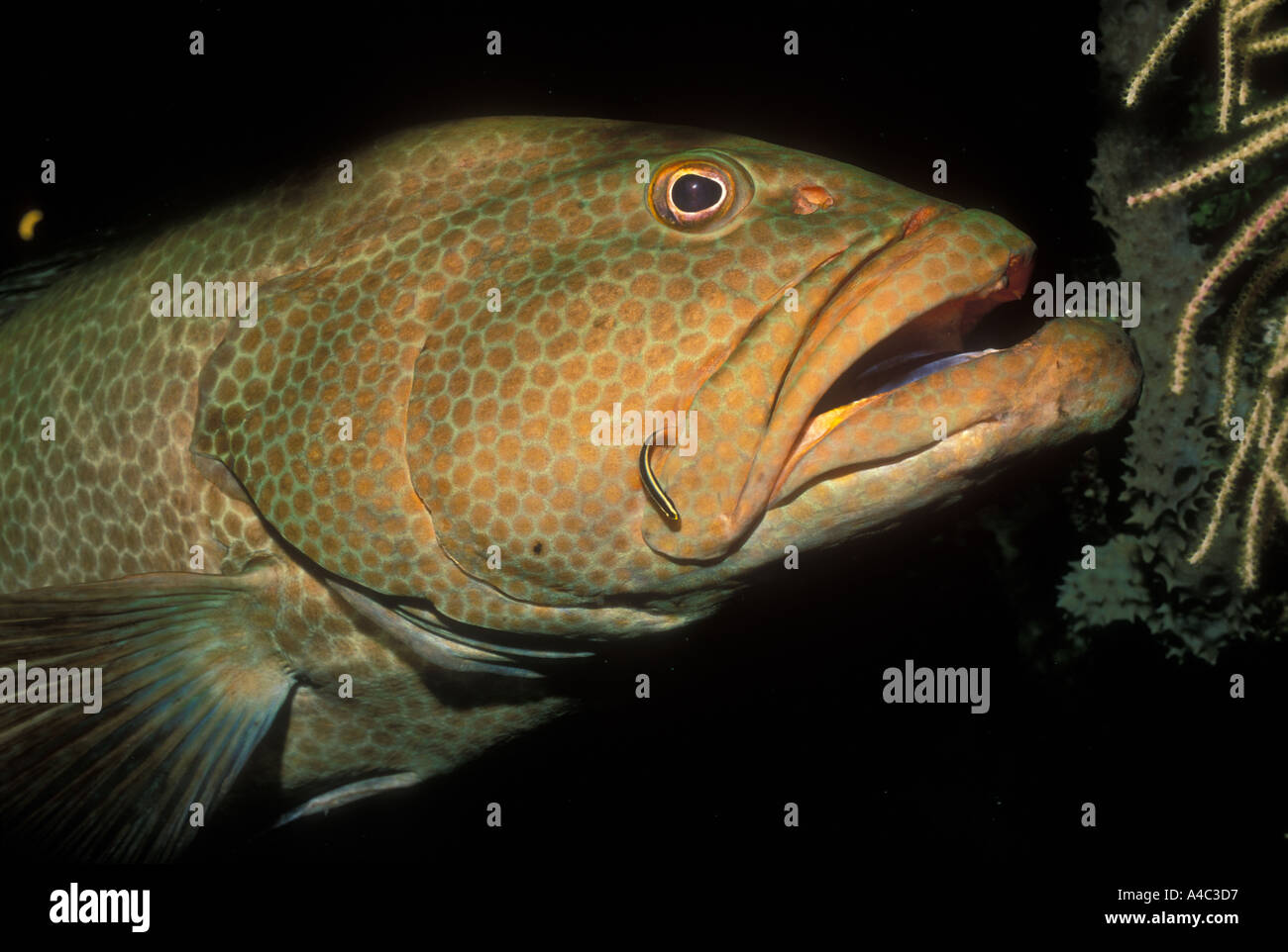 TIGER GROUPER MYCTEROPERCA TIGRIS AT CLEANING STATION Stock Photo - Alamy