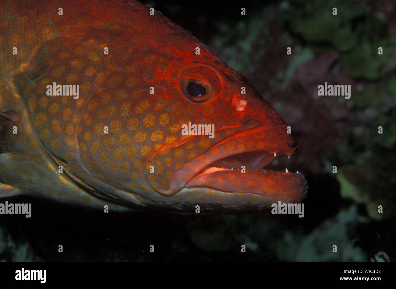 TIGER GROUPER MYCTEROPERCA TIGRIS Stock Photo - Alamy