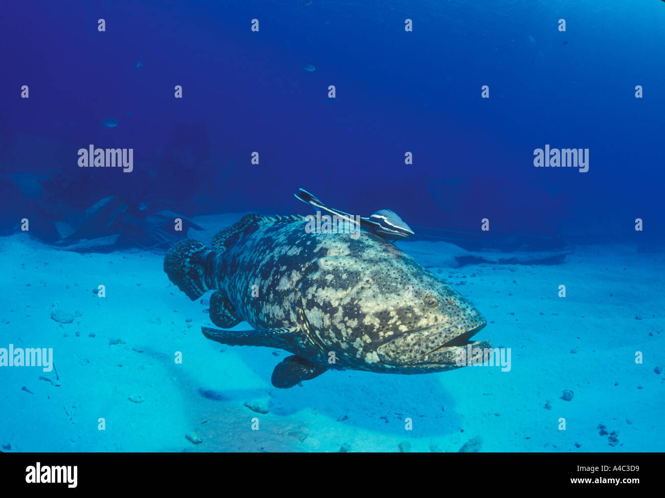 GOLIATH GROUPER EPINEPHELUS ITAJARA AND REMORA AT THE ORO VERDE WRECK ...