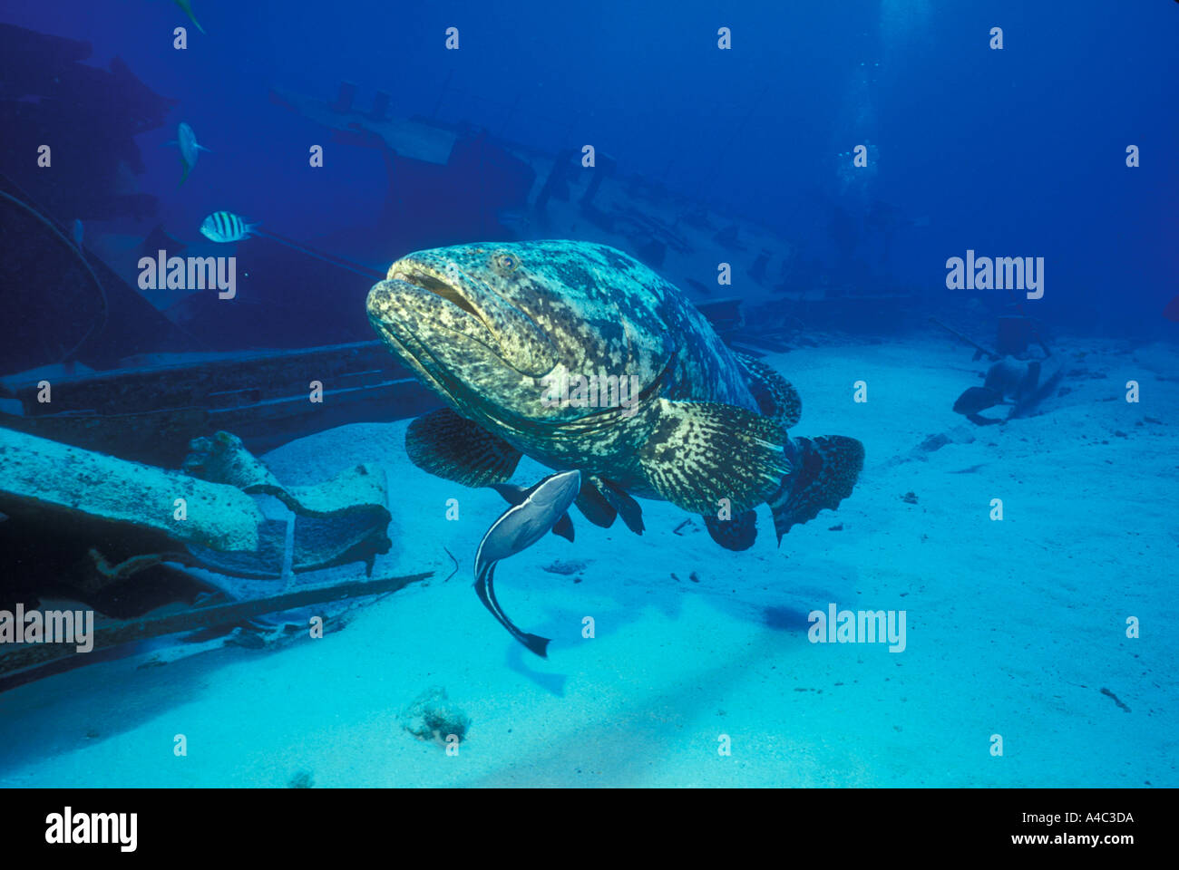 Goliath grouper and alamy hi-res stock photography and images - Alamy