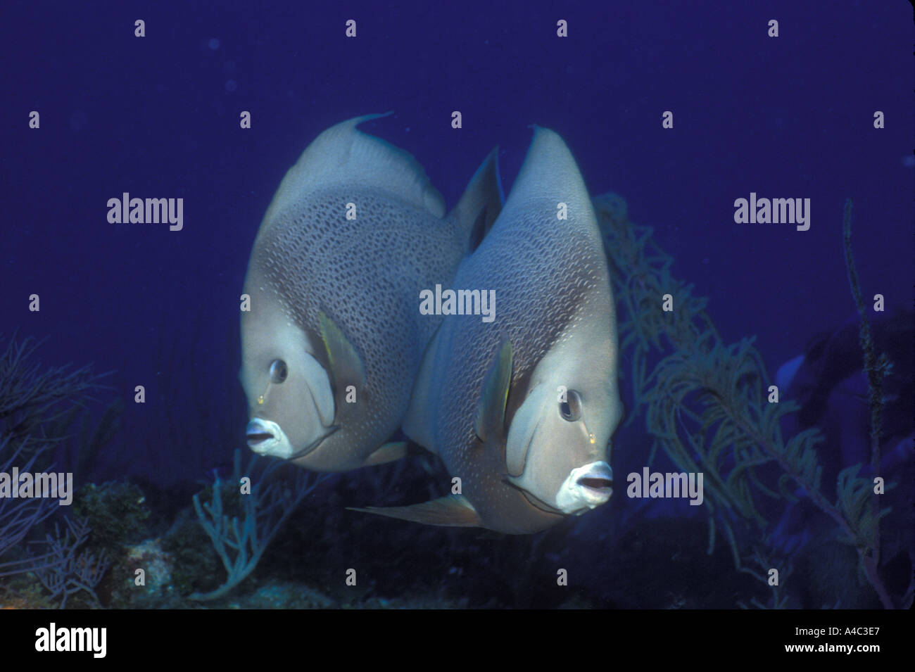 GRAY ANGELFISH POMACANTHUS ARCUATUS Stock Photo - Alamy