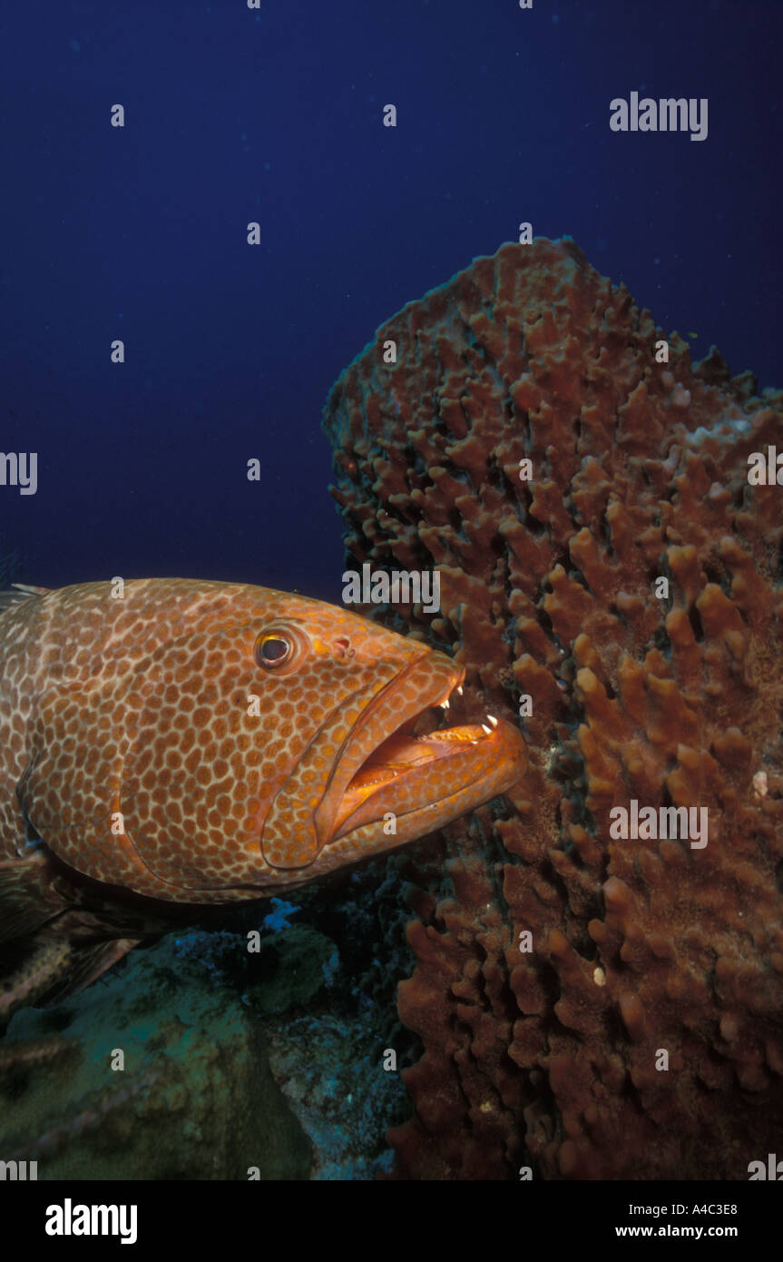 TIGER GROUPER MYCTEROPERCA TIGRIS Stock Photo - Alamy
