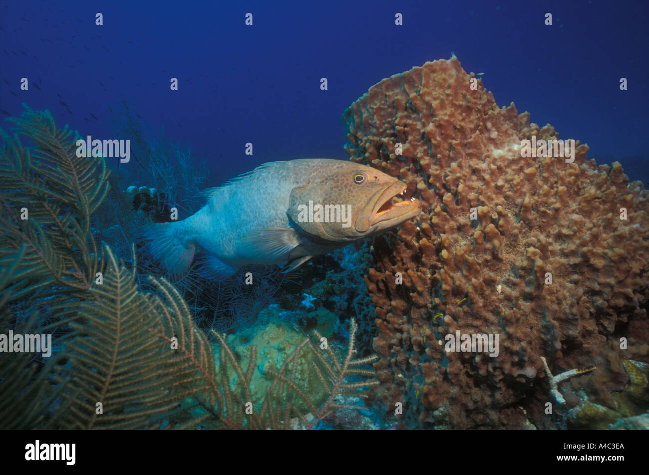 TIGER GROUPER MYCTEROPERCA TIGRIS Stock Photo - Alamy