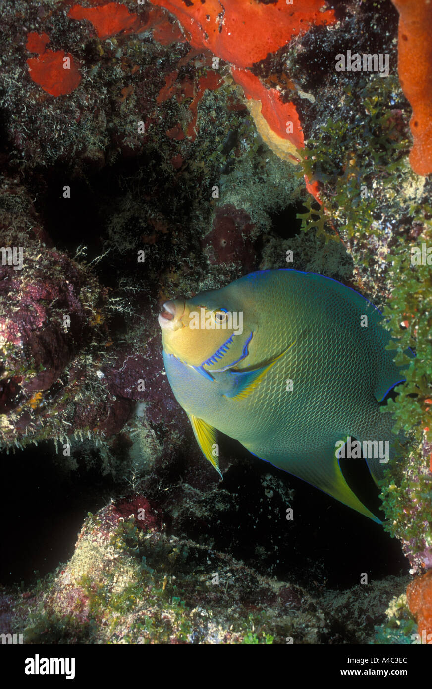 BLUE ANGELFISH HOLACANTHUS BERMUDENSIS Stock Photo - Alamy