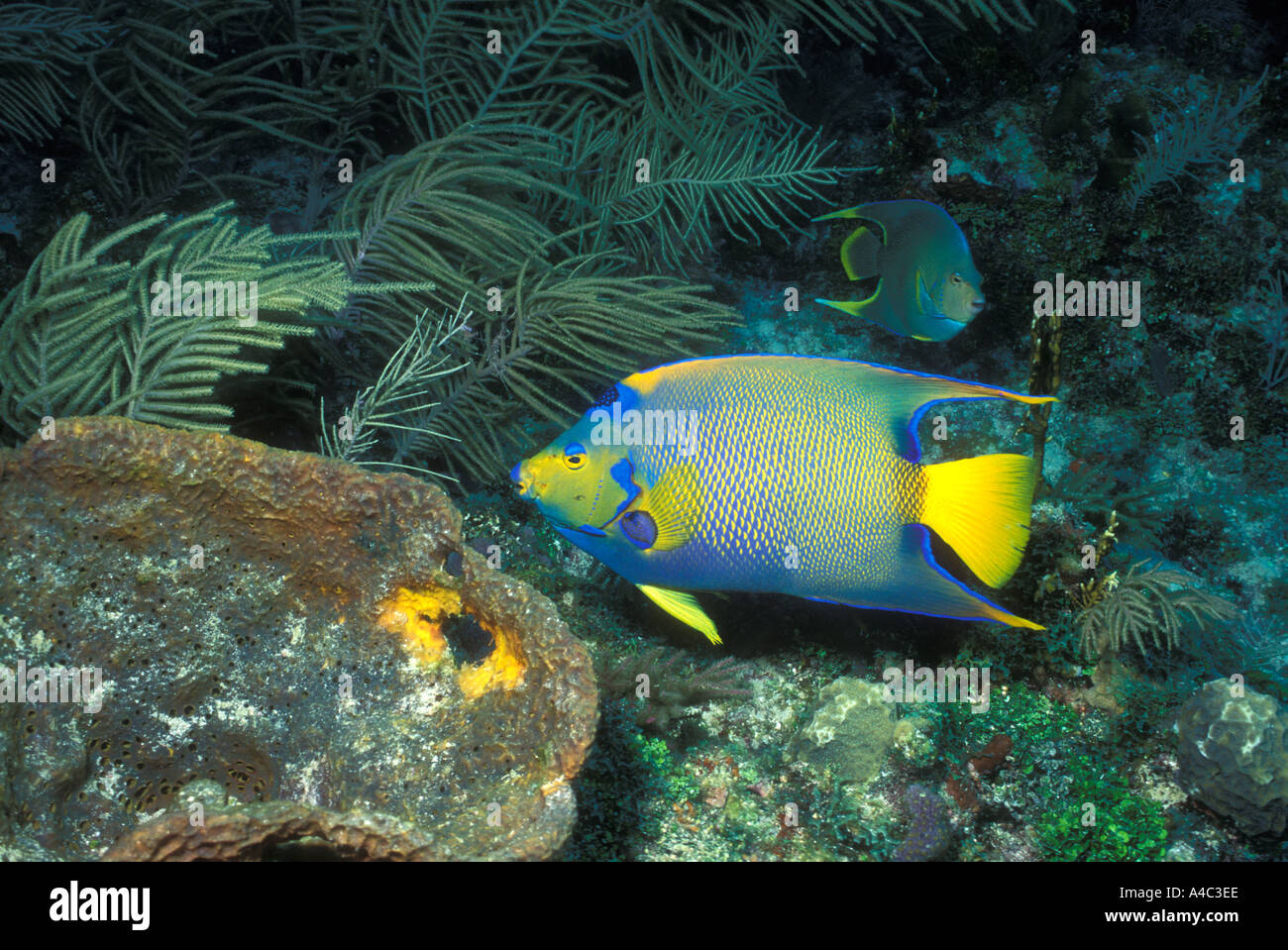 Queen angelfishes hi-res stock photography and images - Alamy