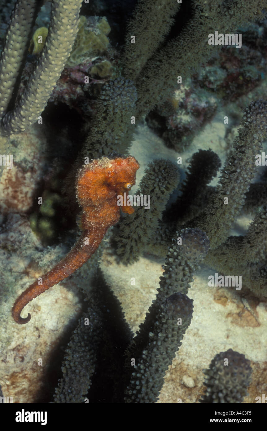 LONGSNOUT SEAHORSE HIPPOCAMPUS REIDI SWIMMING Stock Photo - Alamy