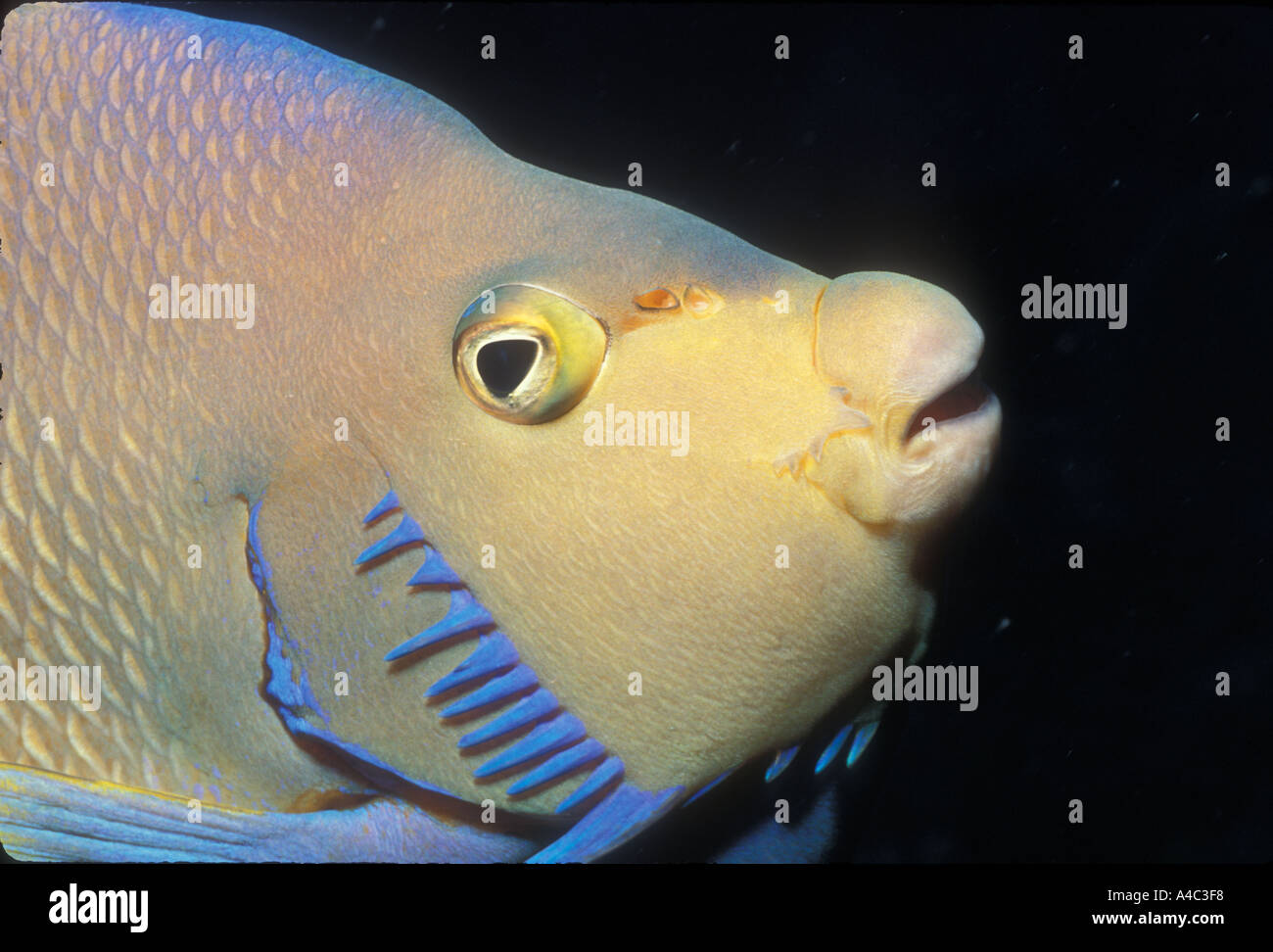 BLUE ANGELFISH HOLACANTHUS BERMUDENSIS Stock Photo - Alamy