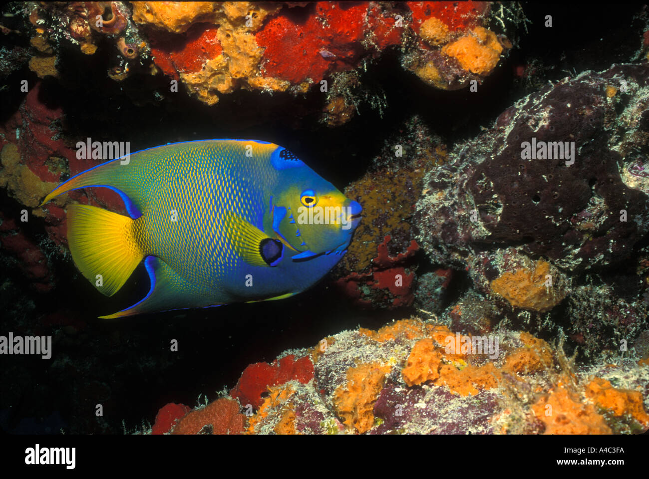 Queen angelfishes hi-res stock photography and images - Alamy