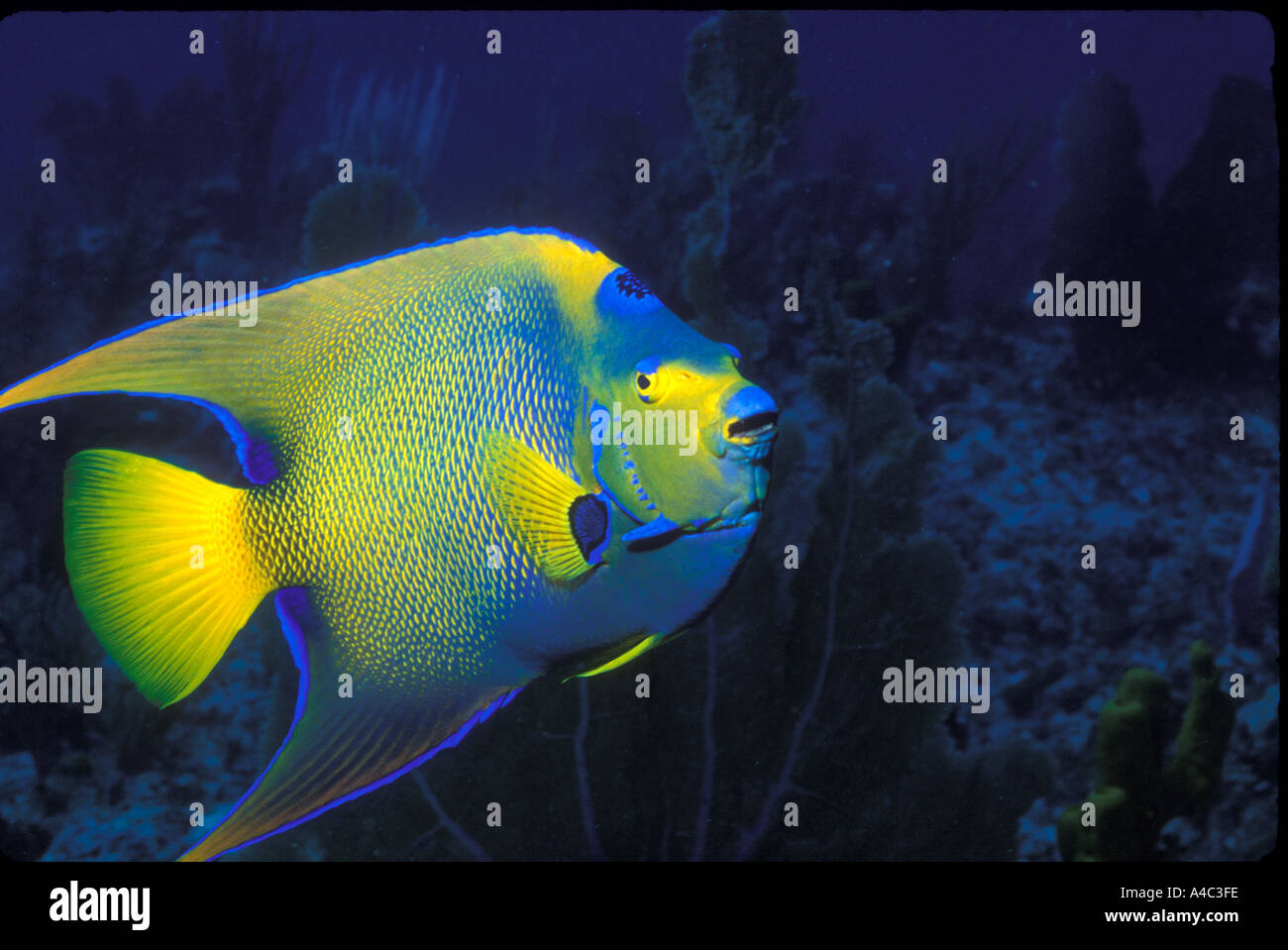 QUEEN ANGELFISH HOLACANTHUS CILIARIS Stock Photo - Alamy