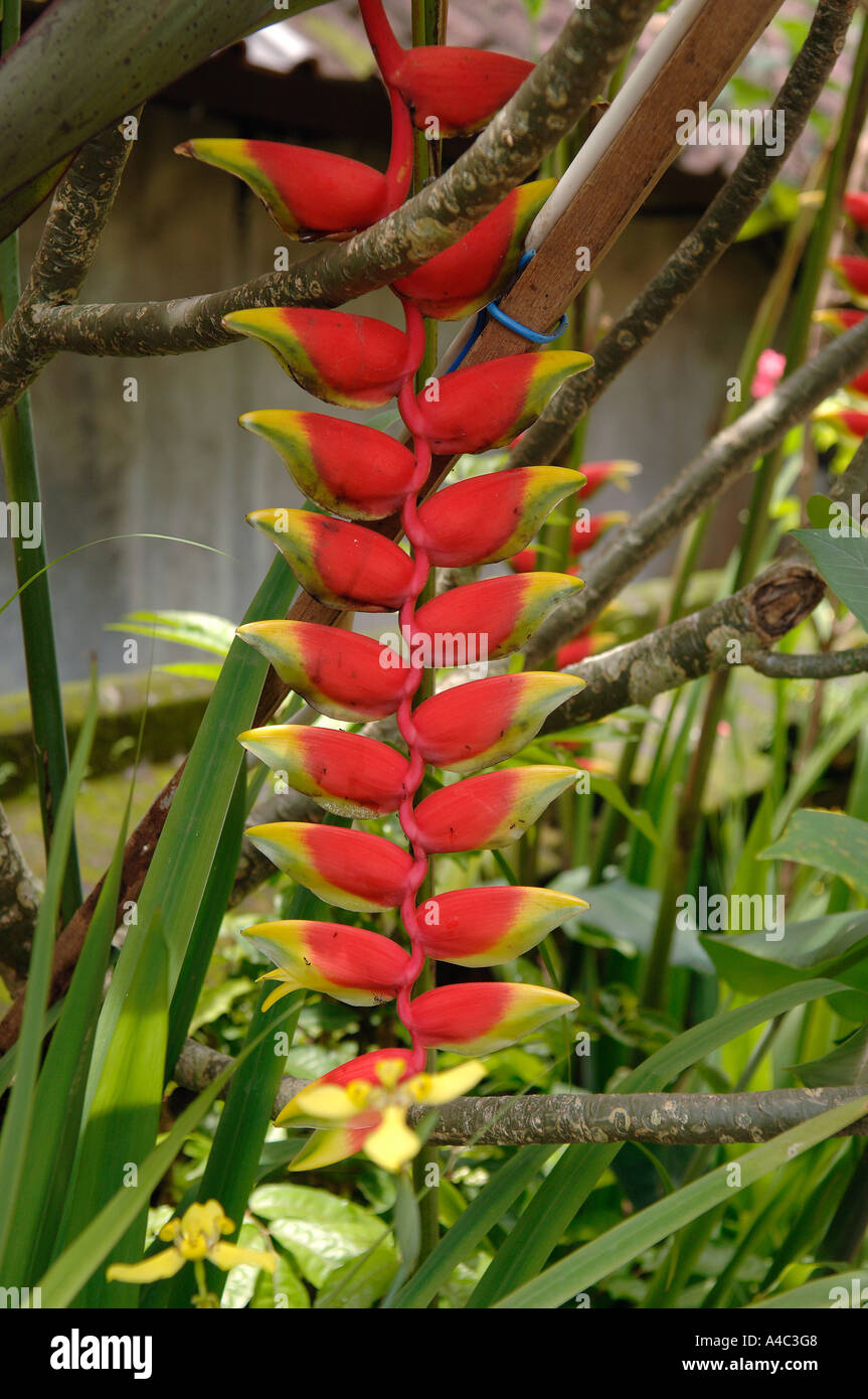 Tropical plant, Ubud Royal Palace Water Garden, Bali Indonesia Stock ...