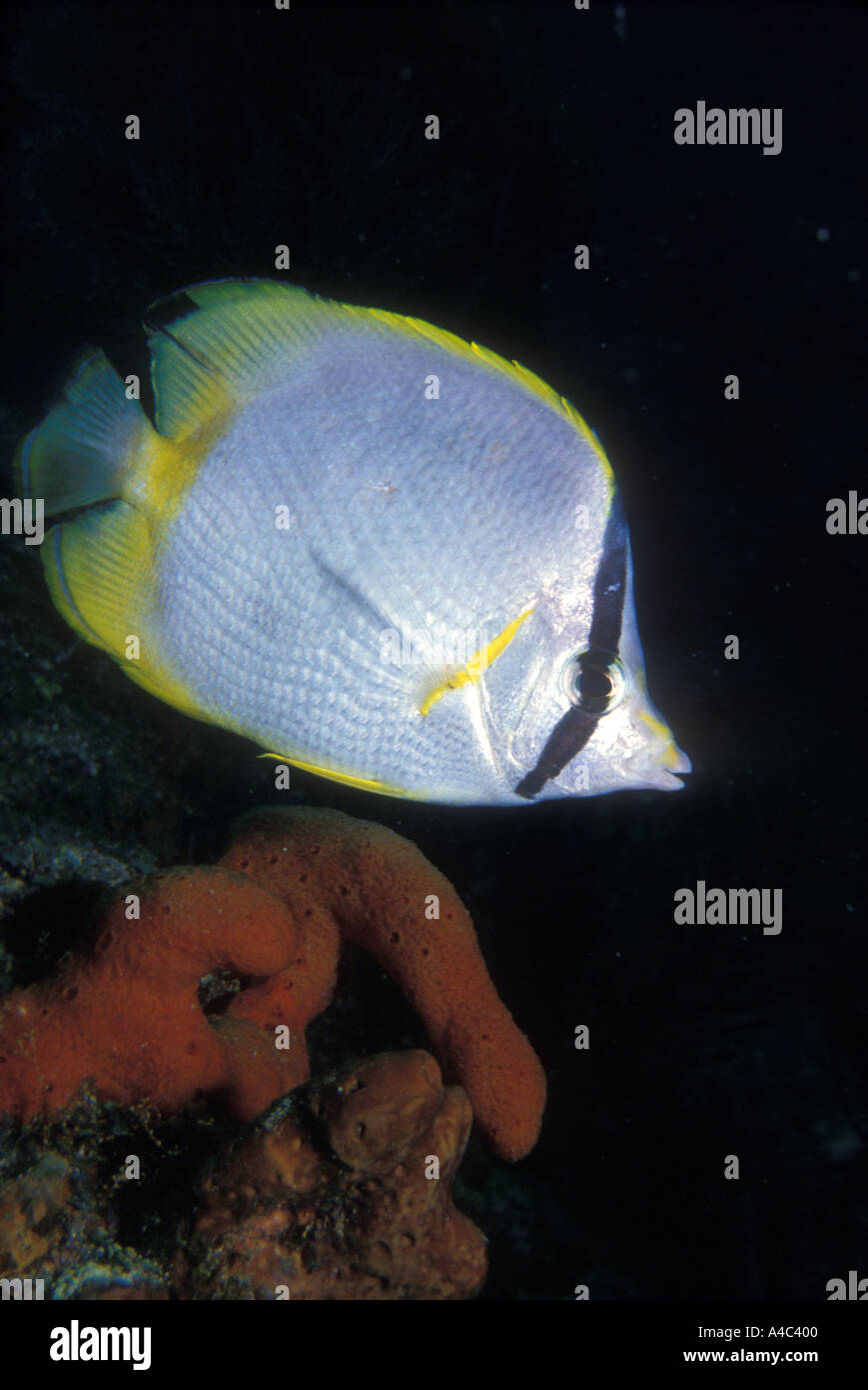 Florida keys national mari hi-res stock photography and images - Alamy