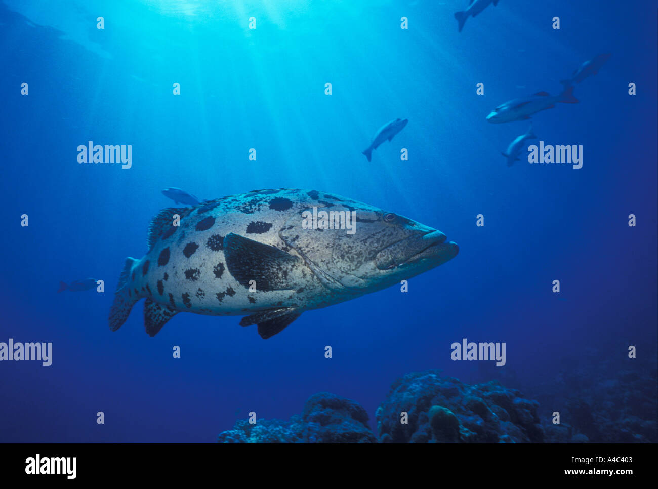 POTATO COD EPINEPHELUS TUKULA GREAT BARRIER REEF AUSTRALIA Stock Photo ...