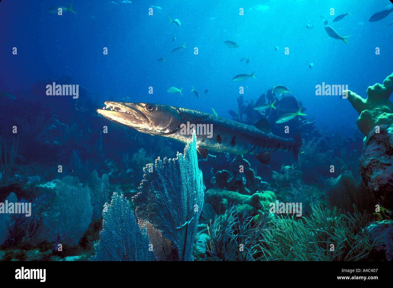 Great barracudas sphyraena barracuda hi-res stock photography and ...