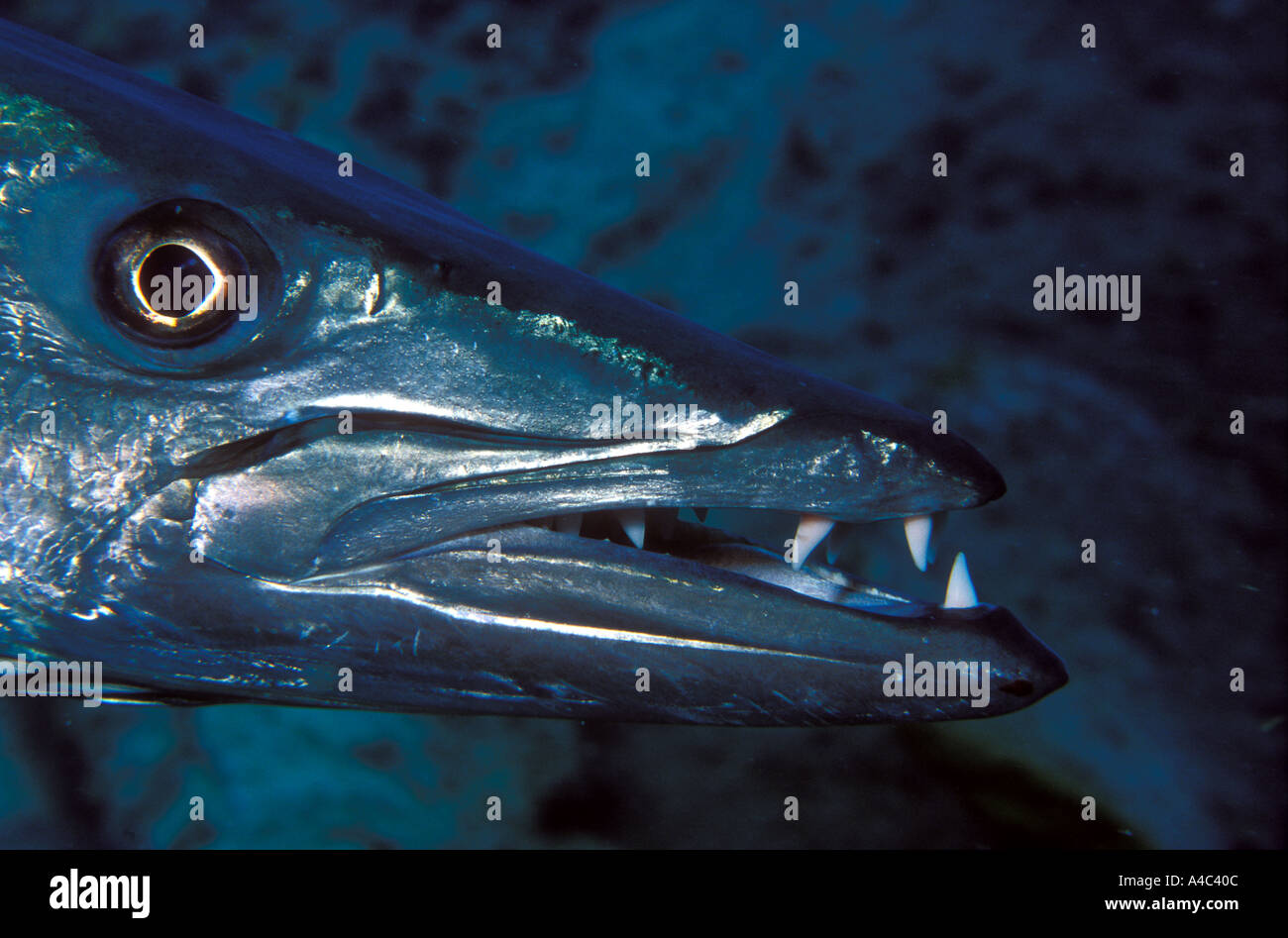 Great barracuda florida keys hi-res stock photography and images - Alamy