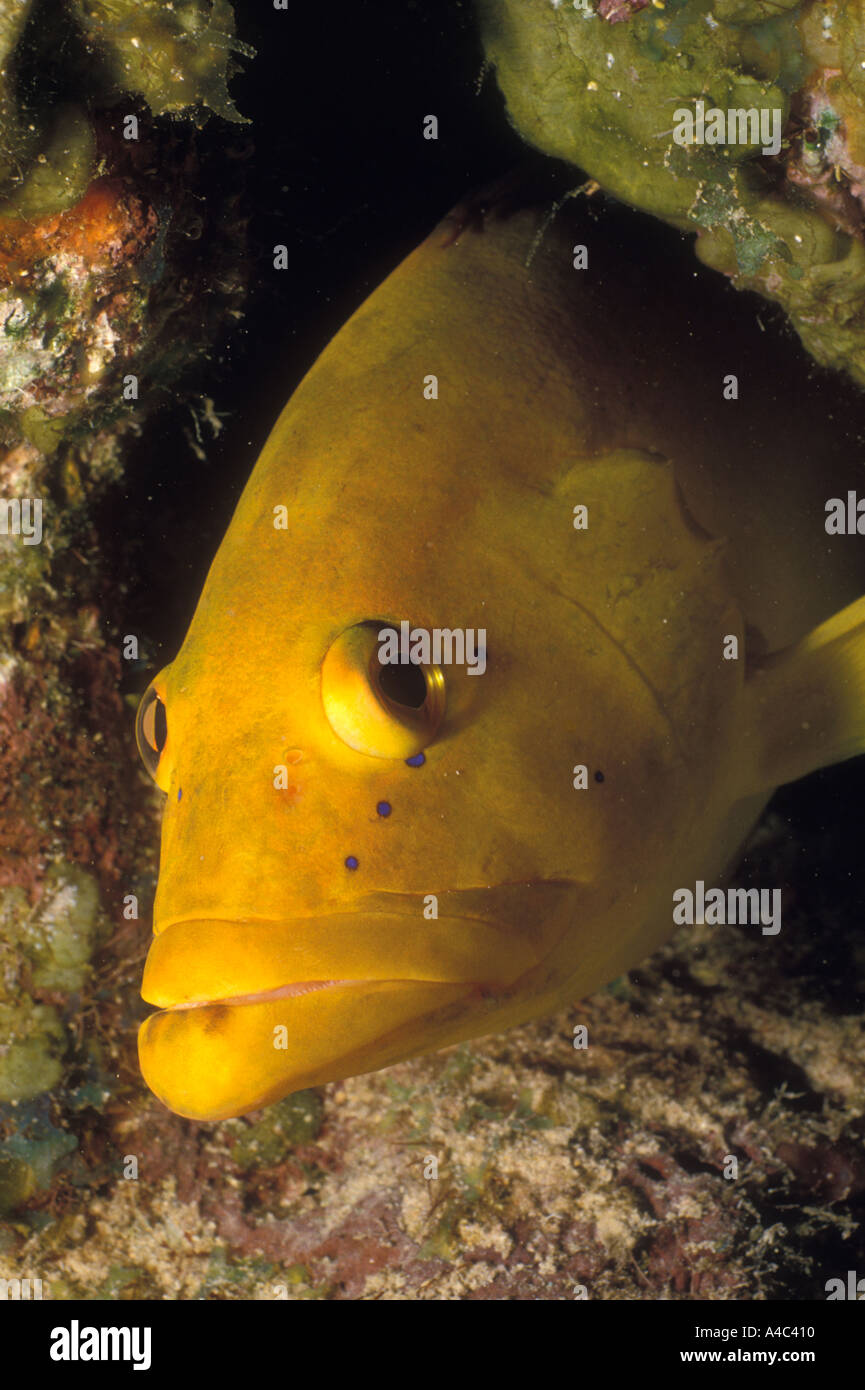 John coney hi-res stock photography and images - Alamy