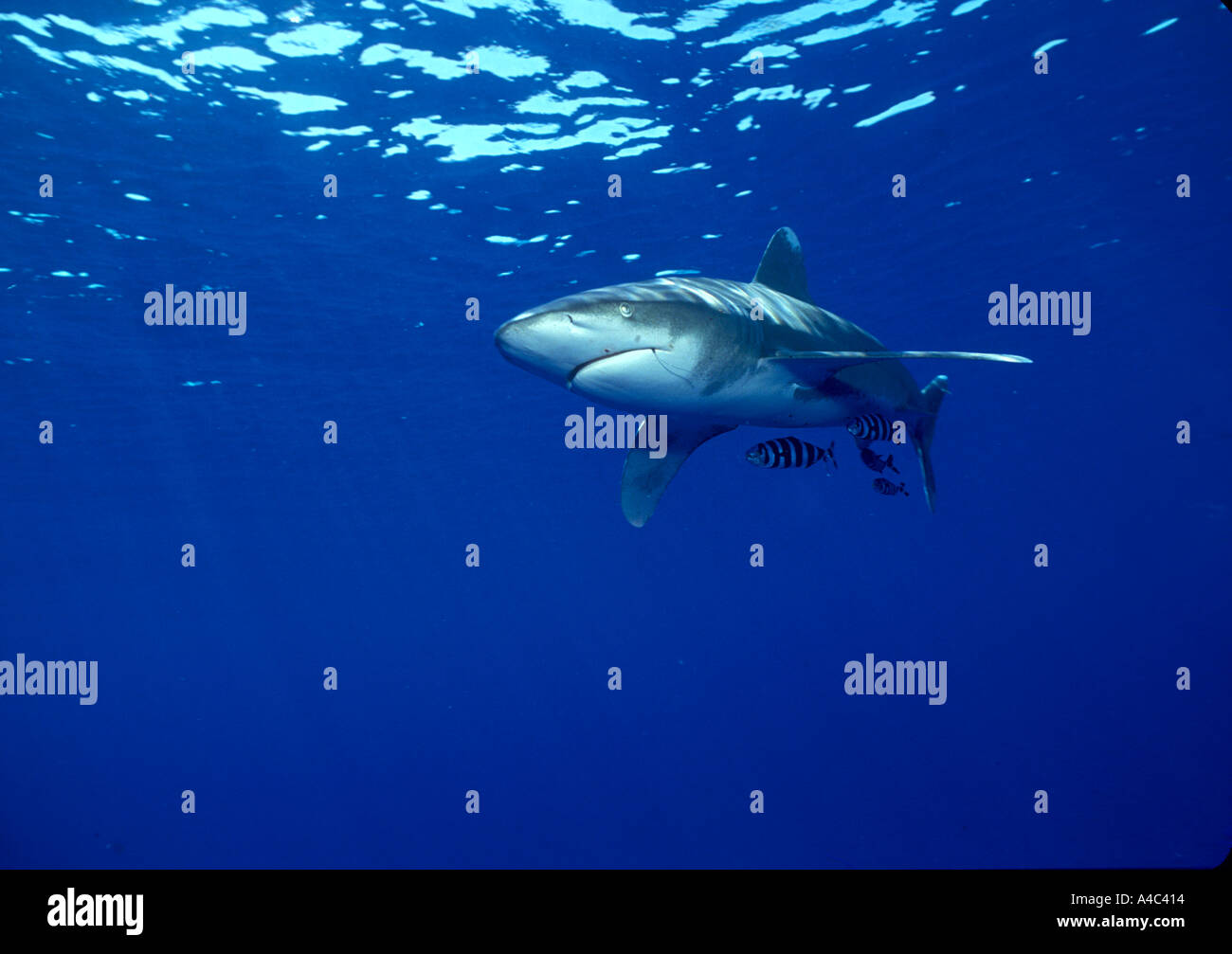 Longimanus hi-res stock photography and images - Alamy