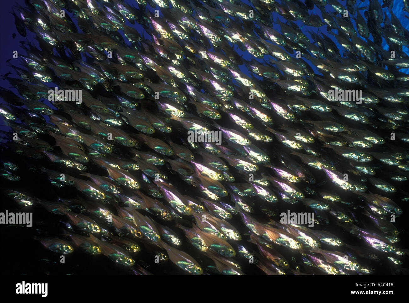 GOLDEN SWEEPERS PARAPRIACANTHUS RANSONNETI RED SEA Stock Photo - Alamy